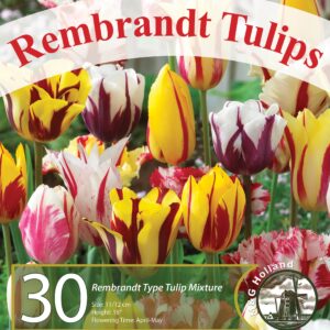 Rembrandt Tulip Mixture- 30 Perennial Tulip Bulbs