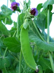 swiss giant snow pea seeds- 20+ seeds by ohio heirloom seeds