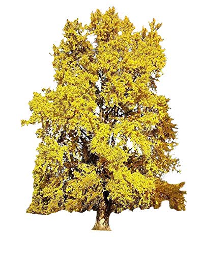 Ginkgo Biloba / Maidenhair Tree Seeds Tree Seed Pack, Ginko, Ideal For Bonsai 10