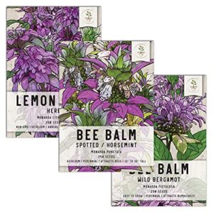 seed needs, bee balm seed packet collection (3 individual varieties of seed for planting) non-gmo & untreated