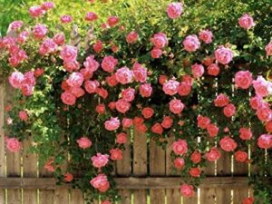 5 pink climbing rose rosa bush vine climber fragrant butterfly flower seeds