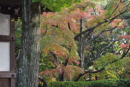 Bonsai Tree Grow Kit | Japanese Maple | White Design | The Jonsteen Company