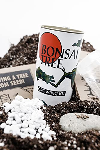 Bonsai Tree Grow Kit | Japanese Maple | White Design | The Jonsteen Company