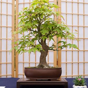 Bonsai Tree Grow Kit | Japanese Maple | White Design | The Jonsteen Company