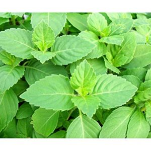 100+ Indian Rama Tulsi Holy Sacred Basil Seeds Green Leaf Heirloom Non-GMO Tulasi Herb Grows Big Fragrant Grown in USA