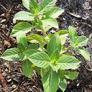 100+ Indian Rama Tulsi Holy Sacred Basil Seeds Green Leaf Heirloom Non-GMO Tulasi Herb Grows Big Fragrant Grown in USA