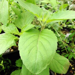 100+ Indian Rama Tulsi Holy Sacred Basil Seeds Green Leaf Heirloom Non-GMO Tulasi Herb Grows Big Fragrant Grown in USA