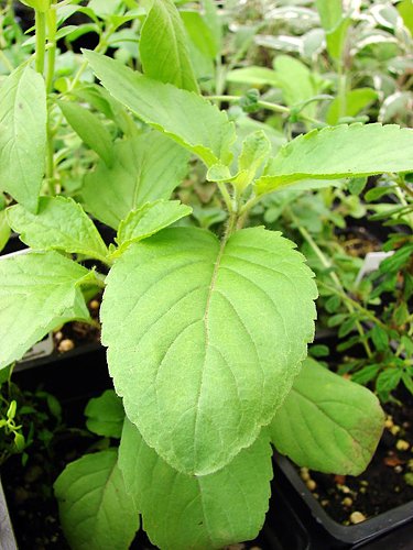 100+ Indian Rama Tulsi Holy Sacred Basil Seeds Green Leaf Heirloom Non-GMO Tulasi Herb Grows Big Fragrant Grown in USA