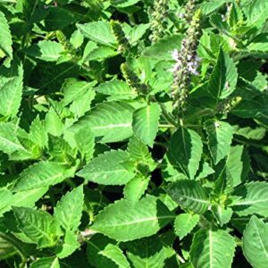 100+ Indian Rama Tulsi Holy Sacred Basil Seeds Green Leaf Heirloom Non-GMO Tulasi Herb Grows Big Fragrant Grown in USA