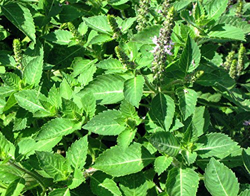 100+ Indian Rama Tulsi Holy Sacred Basil Seeds Green Leaf Heirloom Non-GMO Tulasi Herb Grows Big Fragrant Grown in USA