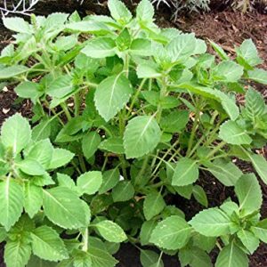 100+ Indian Rama Tulsi Holy Sacred Basil Seeds Green Leaf Heirloom Non-GMO Tulasi Herb Grows Big Fragrant Grown in USA