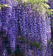 spectacular blue moon wisteria tree plant 8-11" tall potted plant fragrant flowers seeds bulbsplants& moreattracks hummingbirds, in dormancy