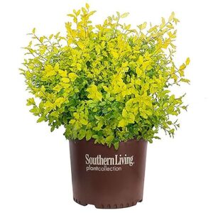 southern living sunshine ligustrum 2 gallon