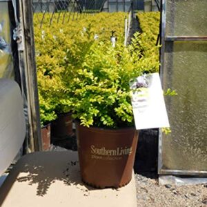 Southern Living Sunshine Ligustrum 2 Gallon