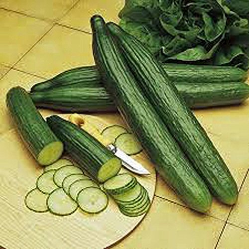 Cucumber, Long Green Improved Seeds, Non-GMO, 75 Seeds per Package,Long Green Improved Cucumber is a Strong, Vigorous Producer Jacobs Ladder Ent.