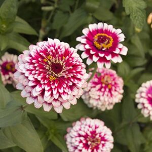 park seed hidden dragon zinnia seeds, pack of 50 seeds