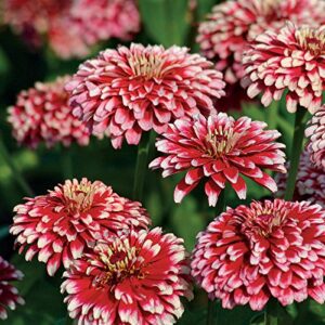 Park Seed Hidden Dragon Zinnia Seeds, Pack of 50 Seeds