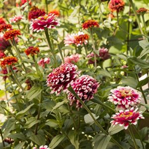 Park Seed Hidden Dragon Zinnia Seeds, Pack of 50 Seeds