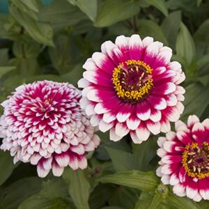 Park Seed Hidden Dragon Zinnia Seeds, Pack of 50 Seeds