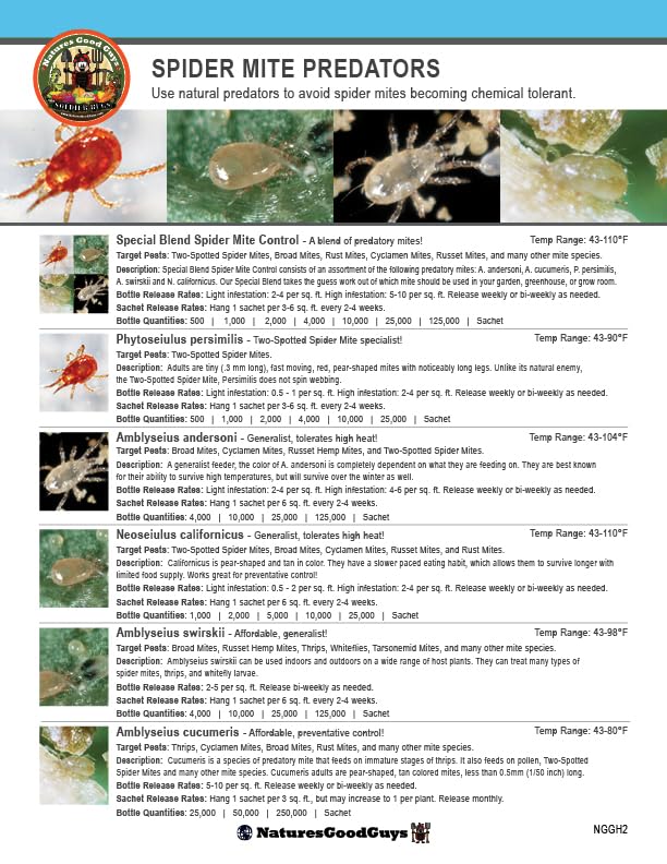 2,000 Live Adult Predatory Mites - Neoseiulus (Amblyseius) Californicus a Predatory Mite Specie for Spider Mite Control - Ships Next Business Day!l