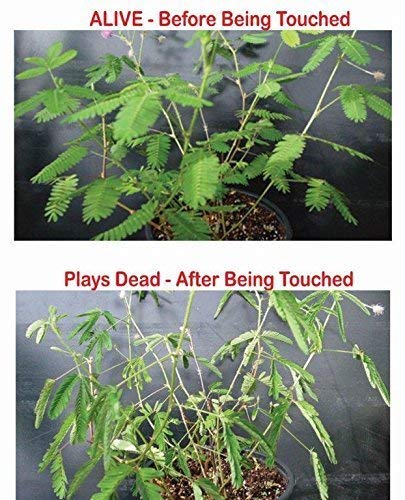 Zombie Plant Seed Packets (2) Grow Your Real Live Zombie Plant. Watch it"Play Dead" When Touched! Supplies for Zombie Themed Birthday. Plant Zombie Seeds as an Activity. Great Stocking Stuffer!