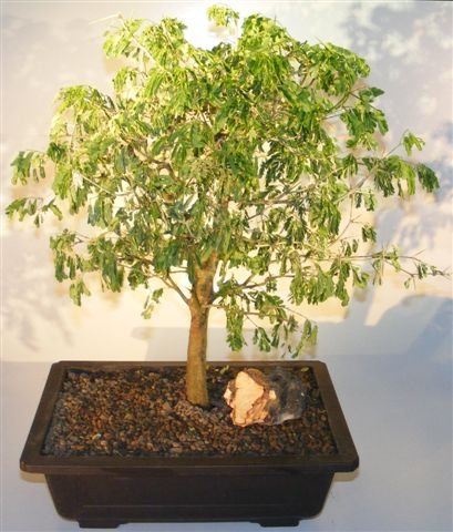 Bonsai Boy Flowering Brazilian Raintree Bonsai Tree pithecellobium tortum