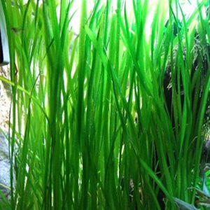 jungle vallisneria rooted plants 1.5-2 feet tall - easy background aquarium plants