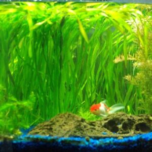 Jungle Vallisneria Rooted Plants 1.5-2 Feet Tall - Easy Background Aquarium Plants