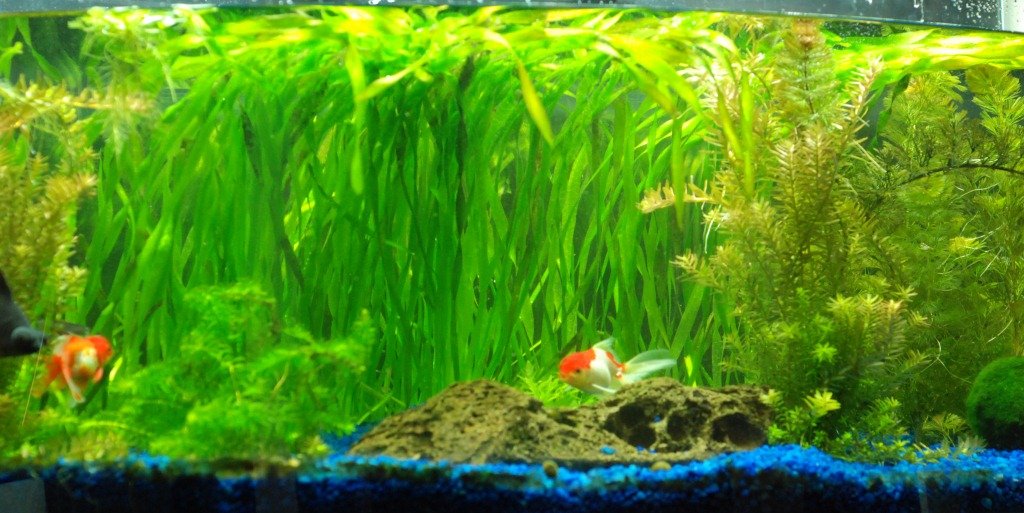 Jungle Vallisneria Rooted Plants 1.5-2 Feet Tall - Easy Background Aquarium Plants