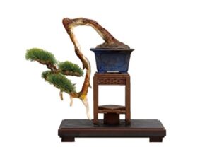 platz 1/12 the-bonsai see plastic model bon-03