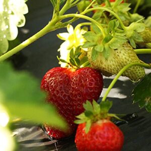 10 chandler strawberry plants - best southern strawberries, organic, junebearing