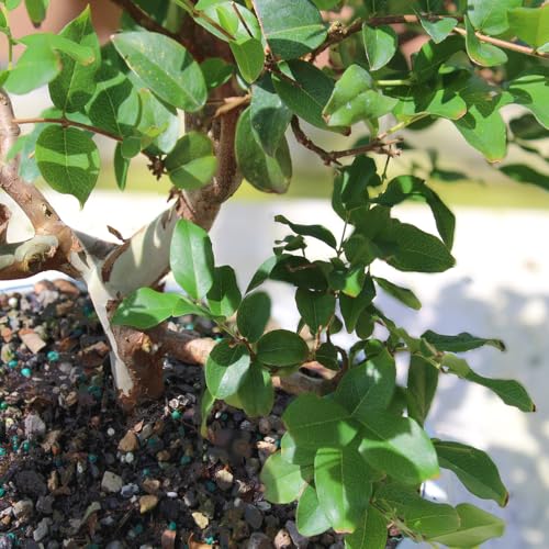 Brussel's Jaboticaba Bonsai - Small - (Indoor)