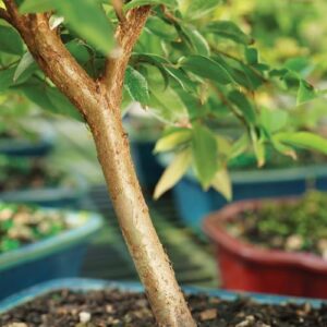 Brussel's Jaboticaba Bonsai - Small - (Indoor)