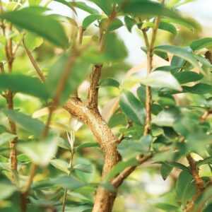 Brussel's Jaboticaba Bonsai - Small - (Indoor)