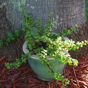 Elephant Bush - Portucalaria Afra Solid Green Bonsai – Mini Jade Tree Plant