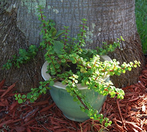 Elephant Bush - Portucalaria Afra Solid Green Bonsai – Mini Jade Tree Plant