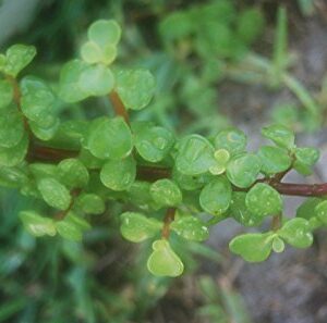 Elephant Bush - Portucalaria Afra Solid Green Bonsai – Mini Jade Tree Plant