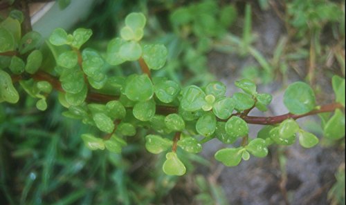 Elephant Bush - Portucalaria Afra Solid Green Bonsai – Mini Jade Tree Plant