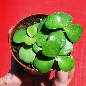 Elephant Bush - Portucalaria Afra Solid Green Bonsai – Mini Jade Tree Plant