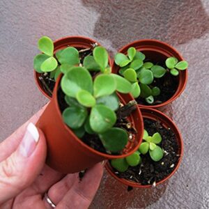 Elephant Bush - Portucalaria Afra Solid Green Bonsai – Mini Jade Tree Plant