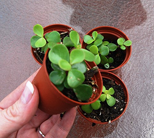 Elephant Bush - Portucalaria Afra Solid Green Bonsai – Mini Jade Tree Plant