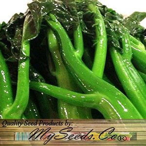 Big Pack - (1,500) Chinese Broccoli, Kailan GAI LAN Seeds - Used in Cantonese Cuisine - Non-GMO Seeds by MySeeds.Co (Big Pack - Kai LAN)