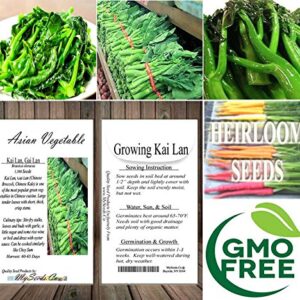 Big Pack - (1,500) Chinese Broccoli, Kailan GAI LAN Seeds - Used in Cantonese Cuisine - Non-GMO Seeds by MySeeds.Co (Big Pack - Kai LAN)