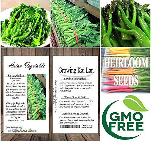 Big Pack - (1,500) Chinese Broccoli, Kailan GAI LAN Seeds - Used in Cantonese Cuisine - Non-GMO Seeds by MySeeds.Co (Big Pack - Kai LAN)