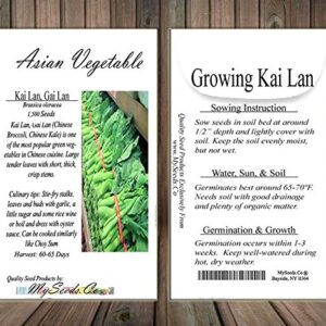 Big Pack - (1,500) Chinese Broccoli, Kailan GAI LAN Seeds - Used in Cantonese Cuisine - Non-GMO Seeds by MySeeds.Co (Big Pack - Kai LAN)