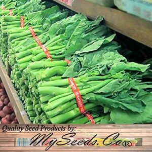 Big Pack - (1,500) Chinese Broccoli, Kailan GAI LAN Seeds - Used in Cantonese Cuisine - Non-GMO Seeds by MySeeds.Co (Big Pack - Kai LAN)