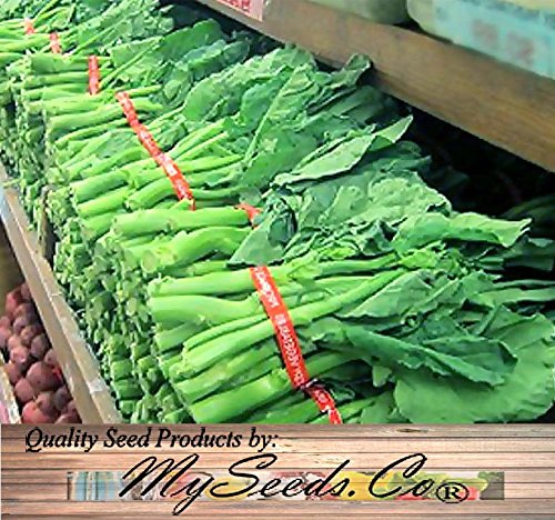 Big Pack - (1,500) Chinese Broccoli, Kailan GAI LAN Seeds - Used in Cantonese Cuisine - Non-GMO Seeds by MySeeds.Co (Big Pack - Kai LAN)