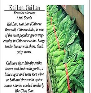 Big Pack - (1,500) Chinese Broccoli, Kailan GAI LAN Seeds - Used in Cantonese Cuisine - Non-GMO Seeds by MySeeds.Co (Big Pack - Kai LAN)