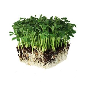 speckled pea sprouting seeds - 1 lbs - certified organic, non-gmo green pea sprout seeds - sprouts & microgreens