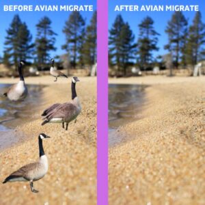 Avian Migrate Goose Deterrent, Bird Repellent Concentrate, Geese Repellent, Non-Toxic, Made in The USA, Removes Geese from Beaches, Yards, Ponds, Parks and Ground (2.5 Gallon)